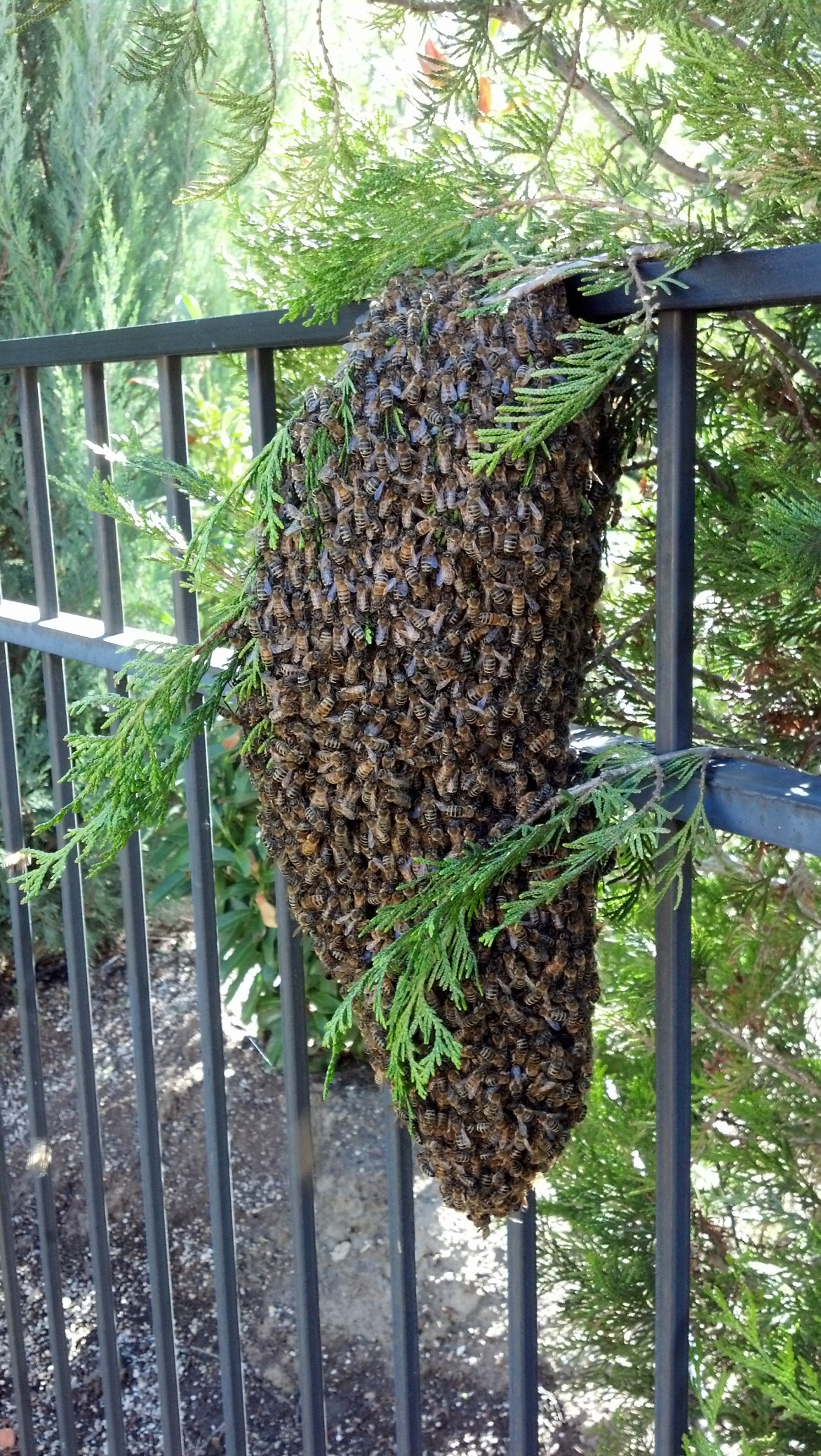 Bee Gallery | Treasure Valley Bee Rescue